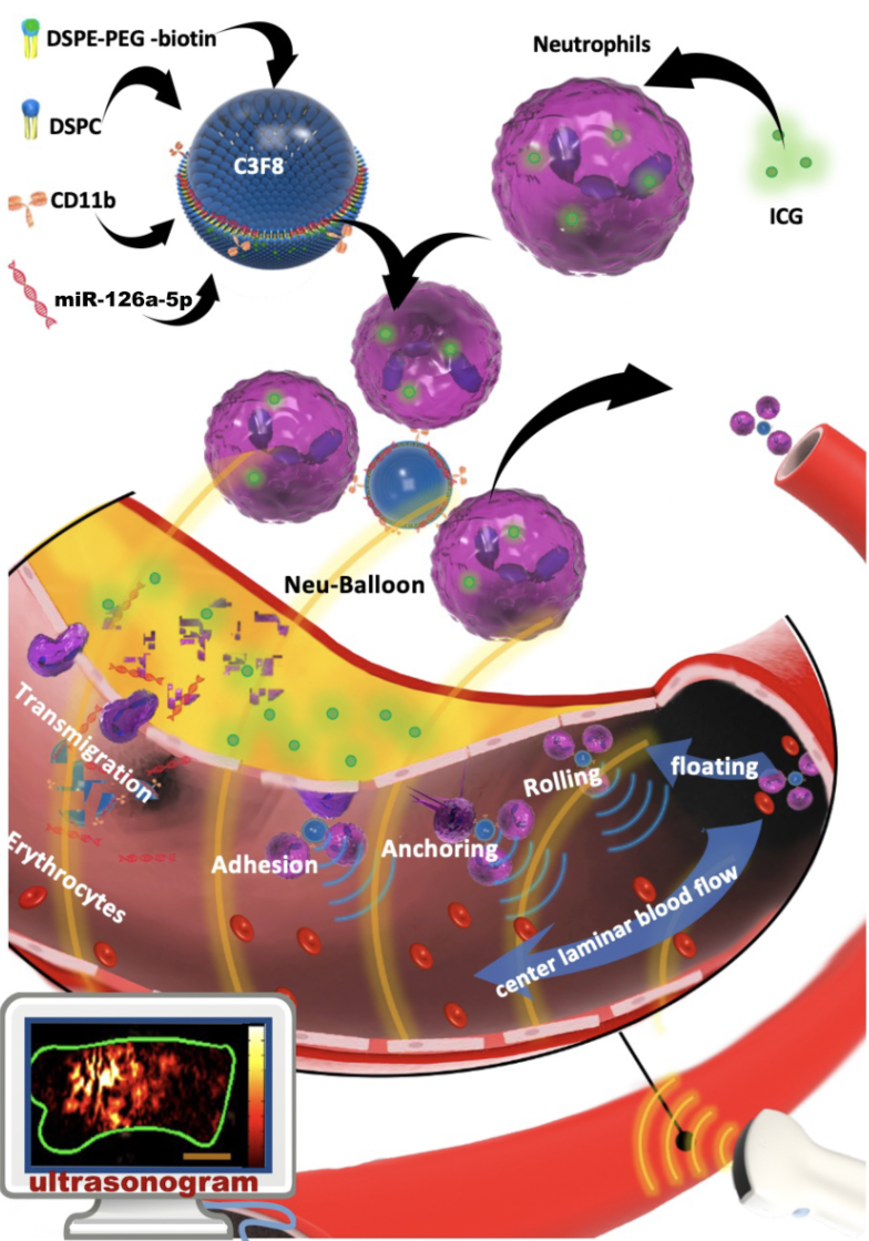 Neu-balloon: a new bionic cell-based high shear stress resistance ...