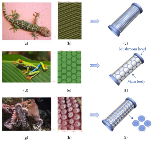Multifunctional Bioinspired Stents for Malignant Colorectal Obstruction