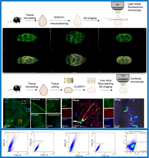 Lymphatic vessels are discovered deep in brain tissue
