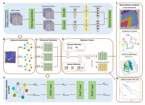 Revealing Tissue Heterogeneity and Spatial Dark Genes from Spatially ...