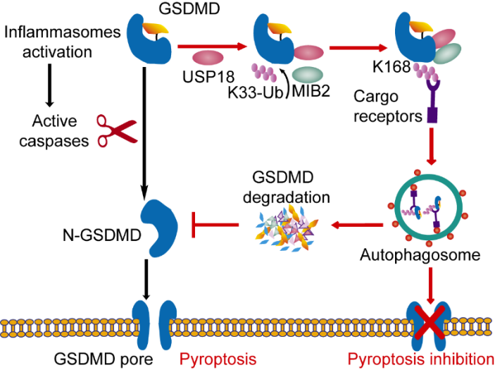 USP18 antagonizes pyroptosis by facilitating selective autophagic ...