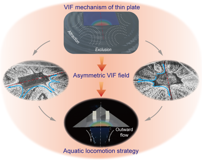 Flow fields induced by the vibration of thin plates on the water ...