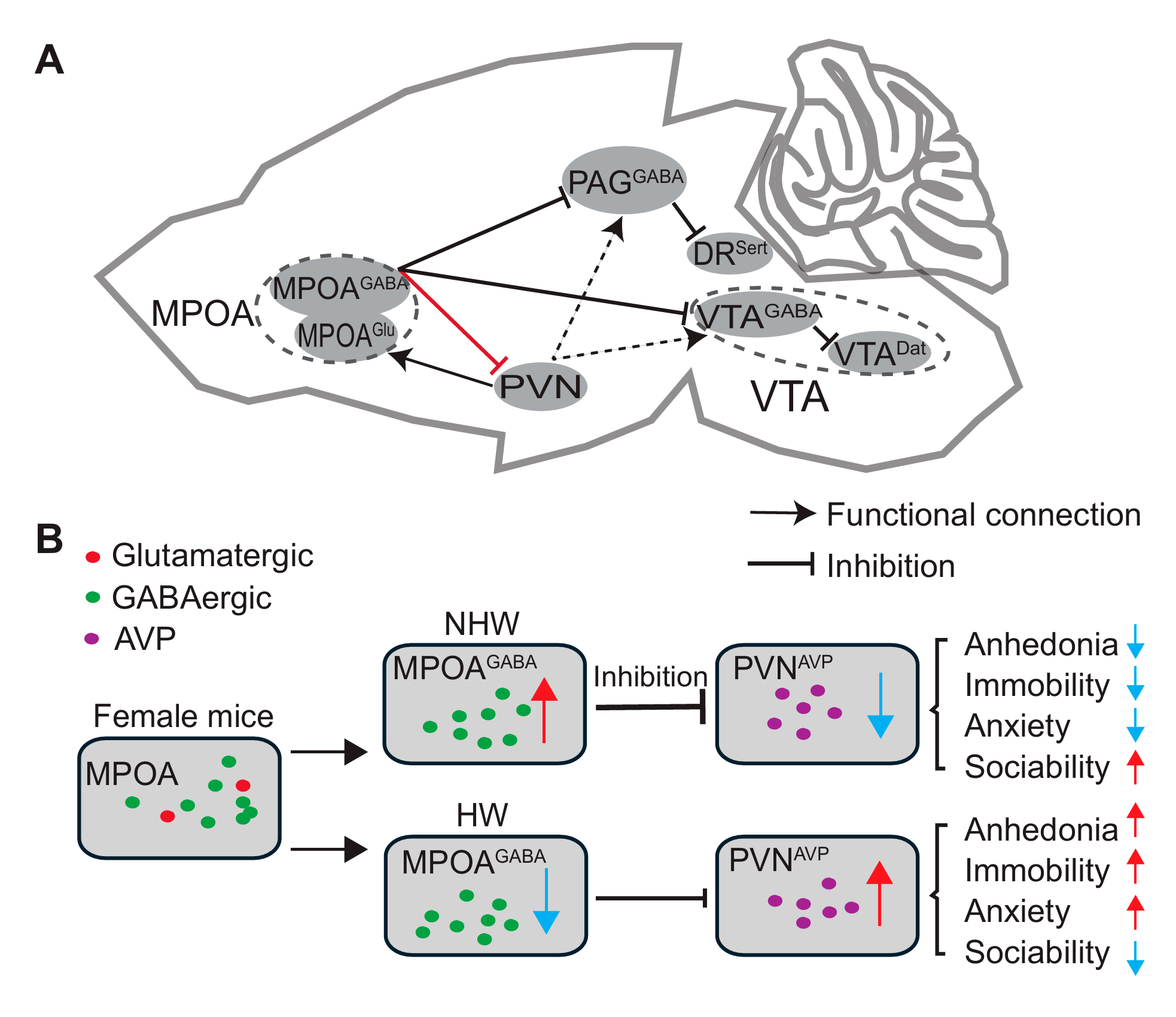 New insights in women's mental health: hormone-linked brain circuit ...