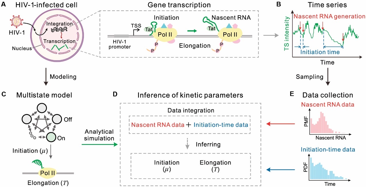 Deciphering HIV-1 Transcription Initiation and Elongation from Single ...