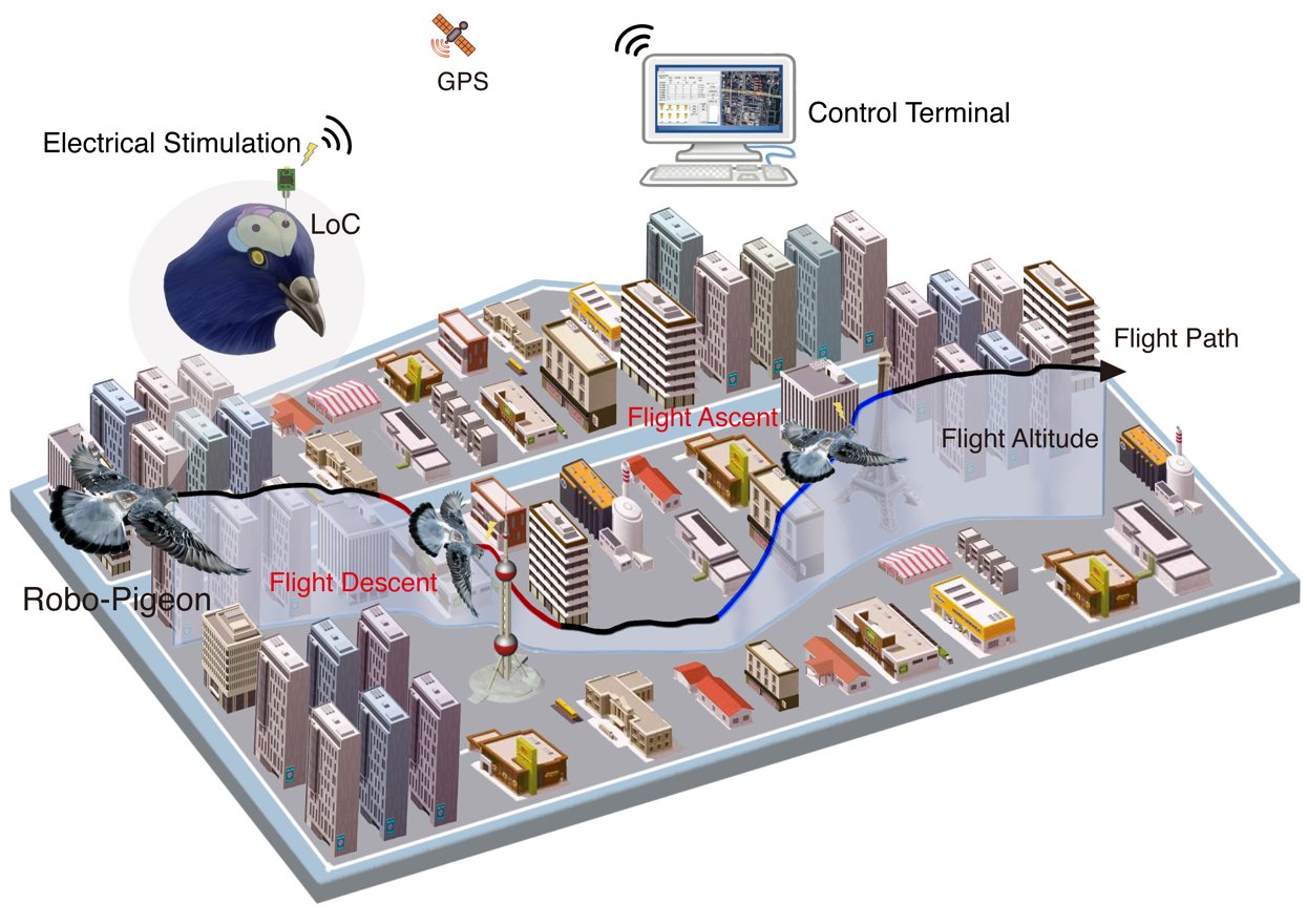 Dynamically Controlled Flight Altitudes in Robo-Pigeons via Locus ...