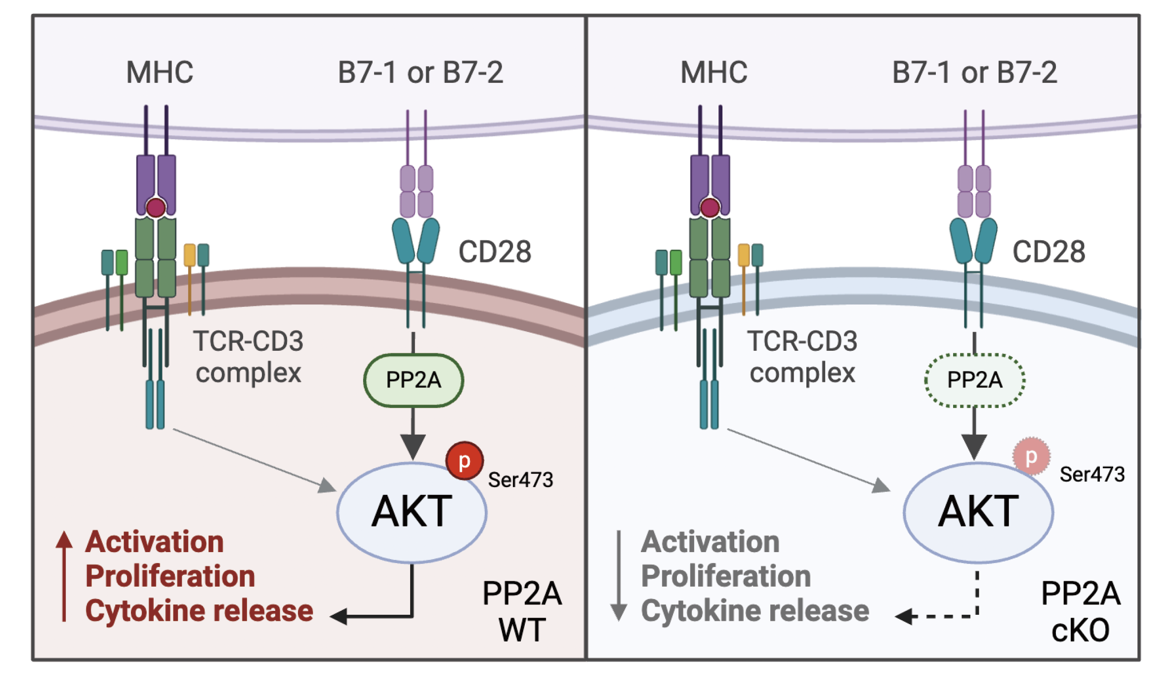 PP2A Regulates CD8+ T Cell Effector Functions Through AKT Signaling ...