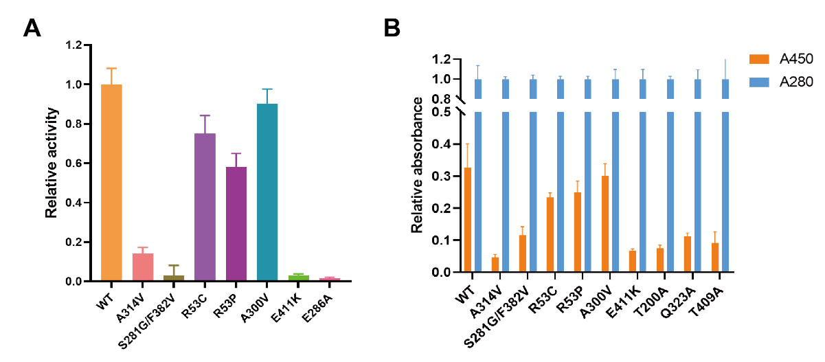 Cryo-EM Structures of Isovaleryl-CoA Dehydrogenase offers New ...
