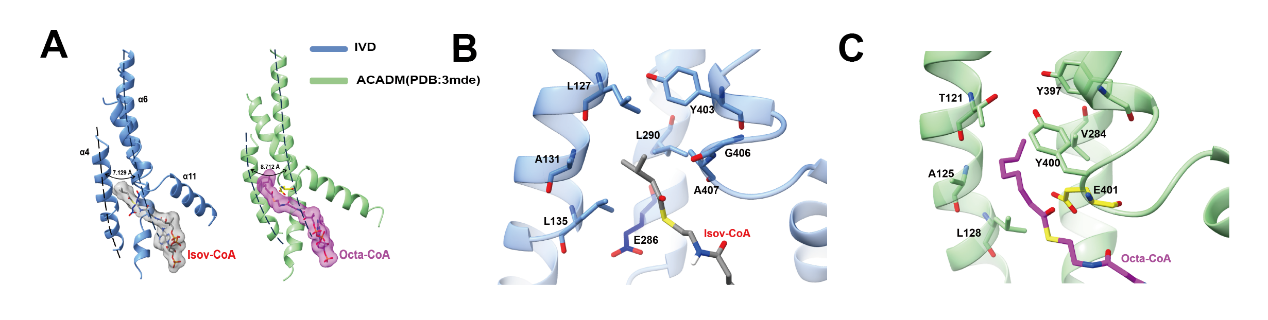 Cryo-EM Structures of Isovaleryl-CoA Dehydrogenase offers New ...