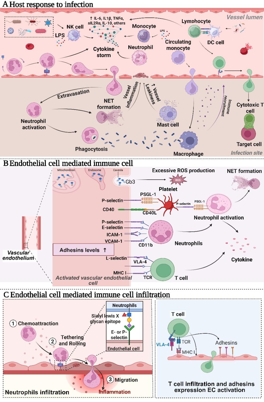 Sepsis-Induced Endothelial Barrier Dysfunction: Mechanisms, Pathology ...